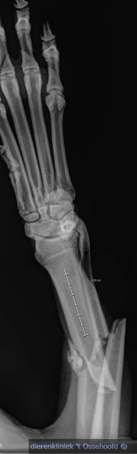 Nieuwsbrief 2022 - Dierenkliniek 't Ossehoofd